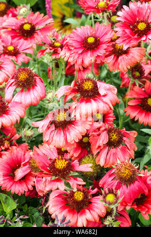 Red Gaillardia " Blanket Flowers Stock Photo - Alamy