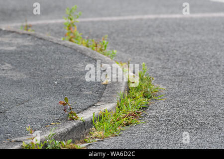 weeds growing in the gutter of the road Stock Photo - Alamy