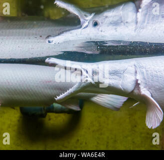 Alligator gar head Stock Photo - Alamy