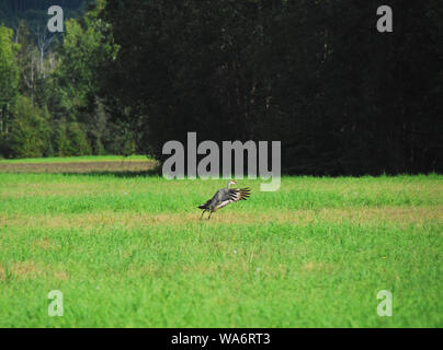 A scenic view of a sandhill crane bird located in an open field Stock ...