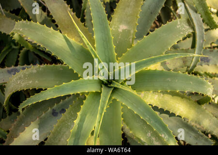 Beautiful sunlite cactus on Milos Stock Photo - Alamy