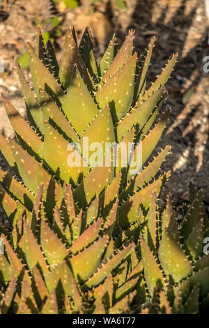 Beautiful sunlite cactus on Milos Stock Photo - Alamy
