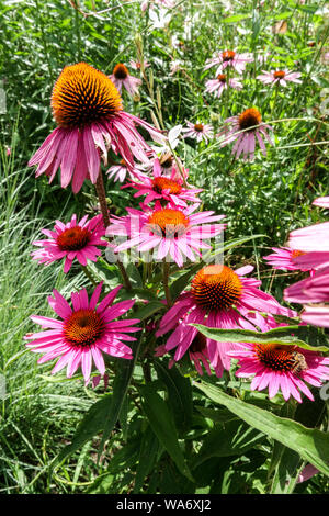 Purple coneflower, Echinacea purpurea Magnus in overgrowing garden ...
