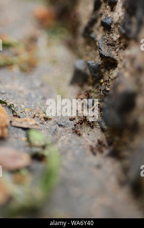 BATTLE: An epic war between two colonies of ants takes place on a ...