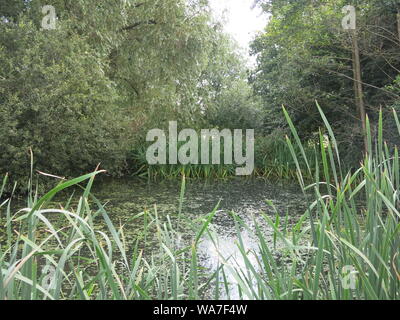 Bulrushes in an English pond Stock Photo - Alamy