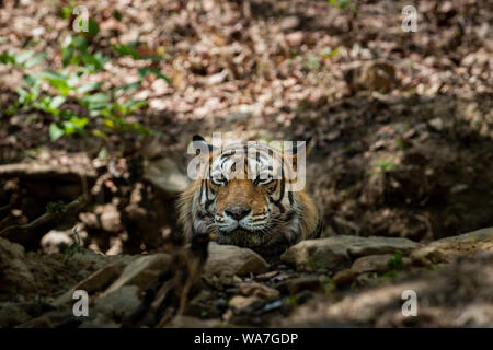A portrait of a handsome male tiger striped gray brown and black Stock ...