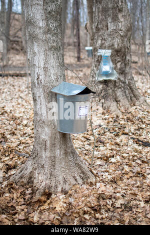 Maple syrup collect in the forest in Quebec Stock Photo - Alamy