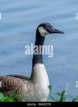 Portrait of a Canadian goose Stock Photo - Alamy