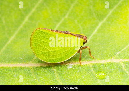 Two-striped Planthopper (Acanalonia bivittata Stock Photo - Alamy