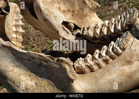 Bleached skull of an African Elephant (Loxodonta africana) in South ...