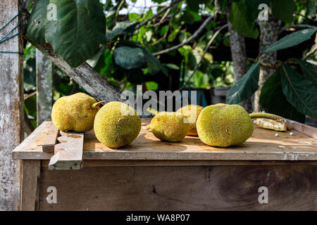 The Exotic and Unique Tarap Fruit of Borneo Stock Photo - Alamy