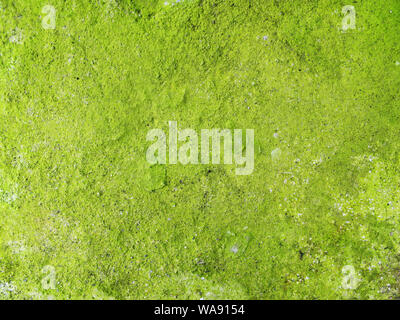 Fungi Green Moss Texture abstract background concrete wall. Rusty ...
