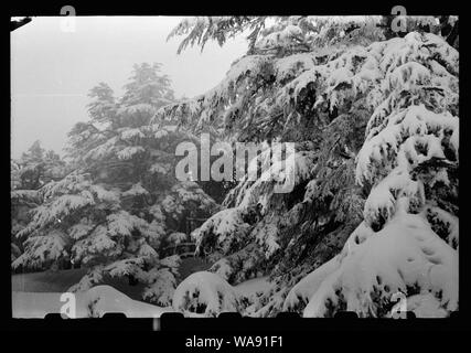 Cedars. Fog scene in the snowbound cedar grove Stock Photo - Alamy