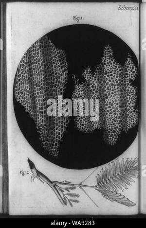 Cellular structure of cork plant and cells of a honeycomb, with cork ...