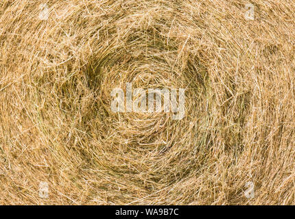 Harvesting hay for the winter, fodder for cattle, round bales in the ...