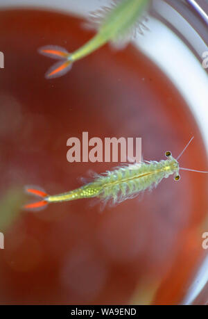 The vernal pool fairy shrimp is seen in Lianyungang city, east China's ...