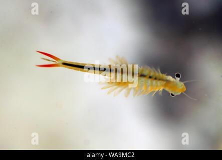 The vernal pool fairy shrimp is seen in Lianyungang city, east China's ...