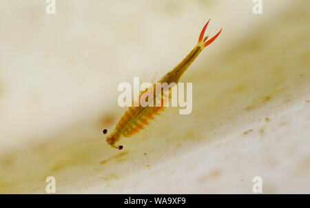The vernal pool fairy shrimp is seen in Lianyungang city, east China's ...