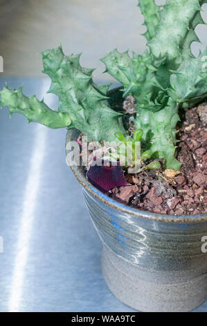 A selective focus of reddish tropical flower Stock Photo - Alamy