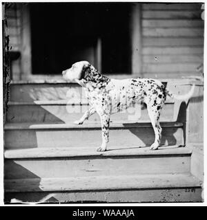 City Point, Virginia. General Rufus Ingalls' horse and dog. Civil war ...