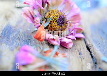 dry gerbera flower Stock Photo - Alamy