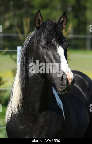Amazing paint horse stallion looking directly at you Stock Photo - Alamy