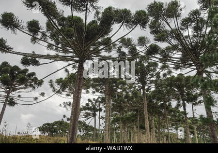 Paraná pine trees, Araucaria angustifolia, growing around farmhouse ...