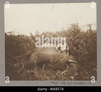 Col. Roosevelt and a bull elephant shot at Meru Stock Photo - Alamy