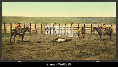 "The round up" roping a steer, Colorado 1898 Stock Photo - Alamy