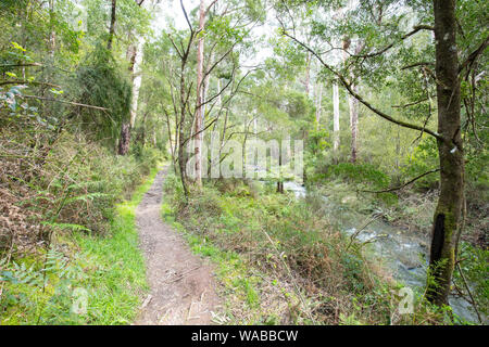 The walk to Phantom Falls, near Lorne, Victoria, Australia Stock Photo ...
