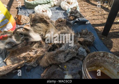 Traditional medicine street vendor in Djemma el Fna square. Marrakech ...