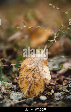 Cold september weather. Beautiful fading yellow leaves. Autumn forest ...