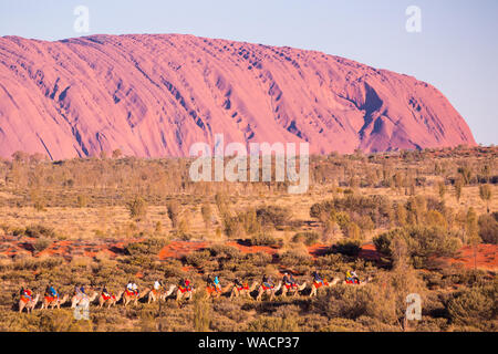 An Uluru camel sunset tour with camels and their tourist passengers ...