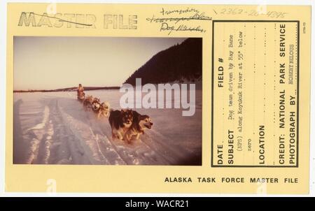 Dog team driven by Ray Bane (NPS) along Koyukuk River at 55 degrees ...
