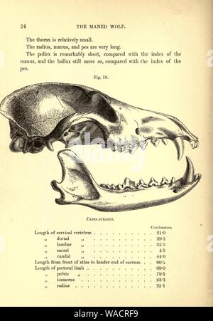 Dogs, jackals, wolves, and foxes (Page 55) BHL19827318 Stock Photo - Alamy