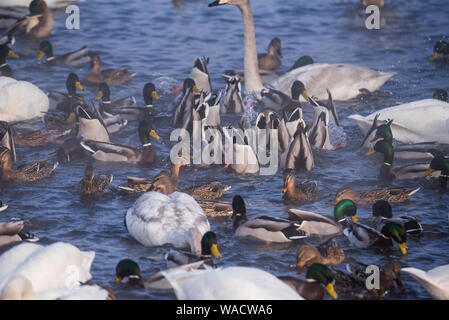 Swans fly in the snow at the National Nature Reserve for Swans in ...
