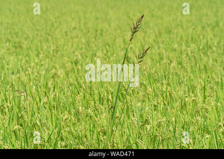Rice barnyardgrass (Echinochloa oryzicola Vasing), Rice field in summer ...