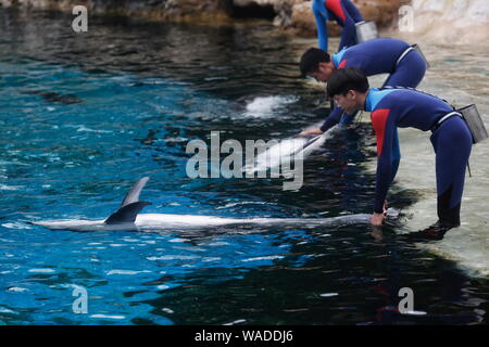 Three pacific white-sided dolphin cubs and its mother play and perform ...