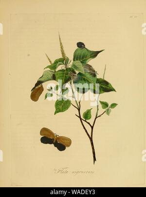 Donovan - Insects of China, 1838 - pl 09 Stock Photo - Alamy