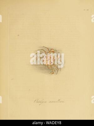 Donovan Insects of China, 1838 pl 21 Stock Photo - Alamy