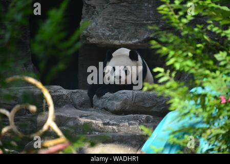 Giant Pandas lie still either on the tree or in the shadow to prevent ...