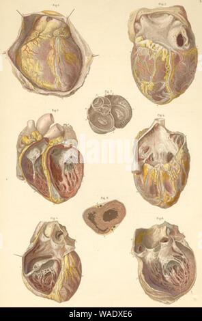 Dr Bock plate16 Stock Photo - Alamy