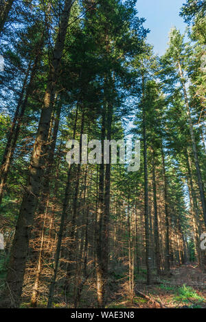 treetops in a german forest from the frog view Stock Photo - Alamy