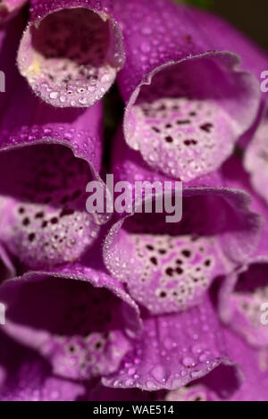 Nature background of summer bright purple pink wildflowers close up ...