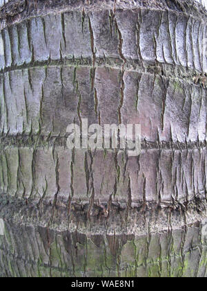 Coconut tree wood bark texture Stock Photo - Alamy