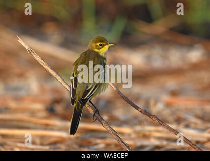 Yellow wagtail during migration Stock Photo - Alamy