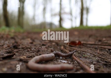 Common Earthworm Lumbricus terrestris Segmented Worm Stock Photo - Alamy