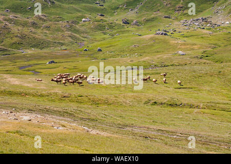 Parthenais cattle grazing in the Cirque de Troumouse Pyrenees National ...