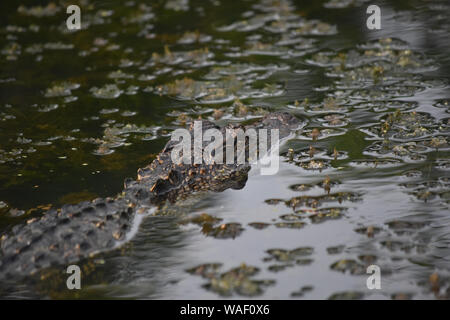 Stunning stalking alligator in a shallow swamp in Louisiana Stock Photo ...