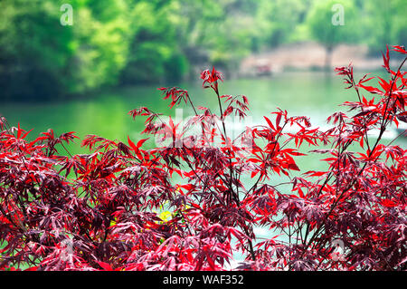 Red maple leaves at the West Lake scenic area in Hangzhou City, east ...